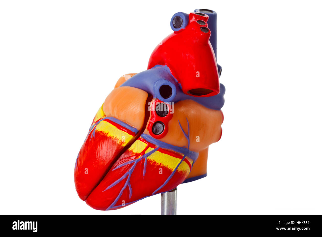 human, organ, photo model, model, isolated, optional, circulation ...