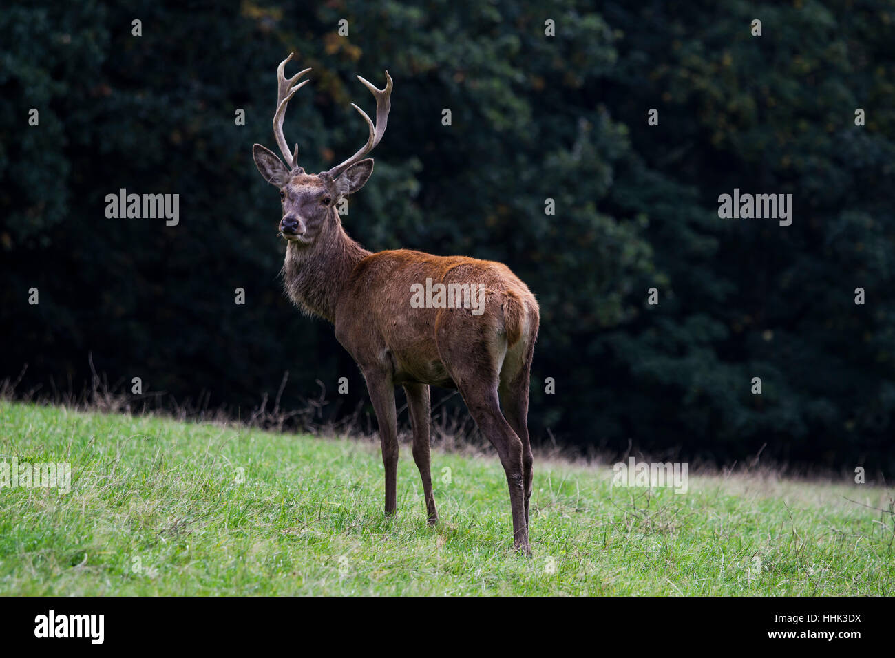 wild, fell, animal, mammal, wild, spring, bouncing, bounces, hop ...