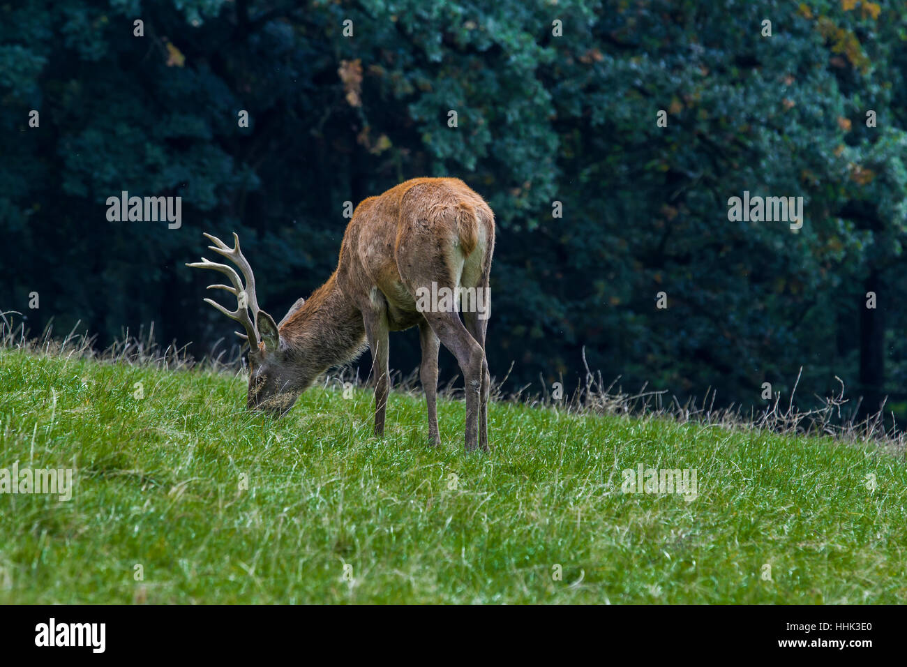 wild, fell, animal, mammal, wild, spring, bouncing, bounces, hop ...