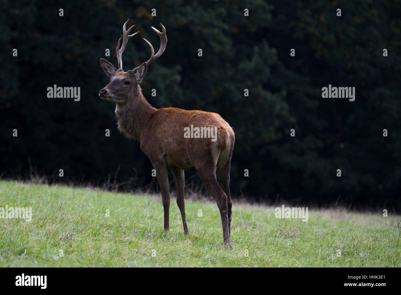 wild, fell, animal, mammal, wild, spring, bouncing, bounces, hop ...