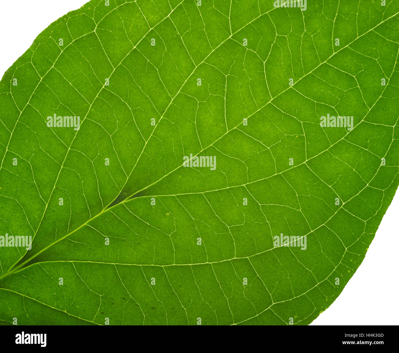 green, small, tiny, little, short, abstract, flat, page, sheet, macro ...