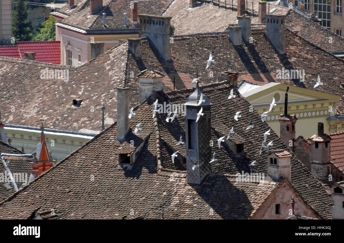 Pigeon swarm flies hi-res stock photography and images - Alamy