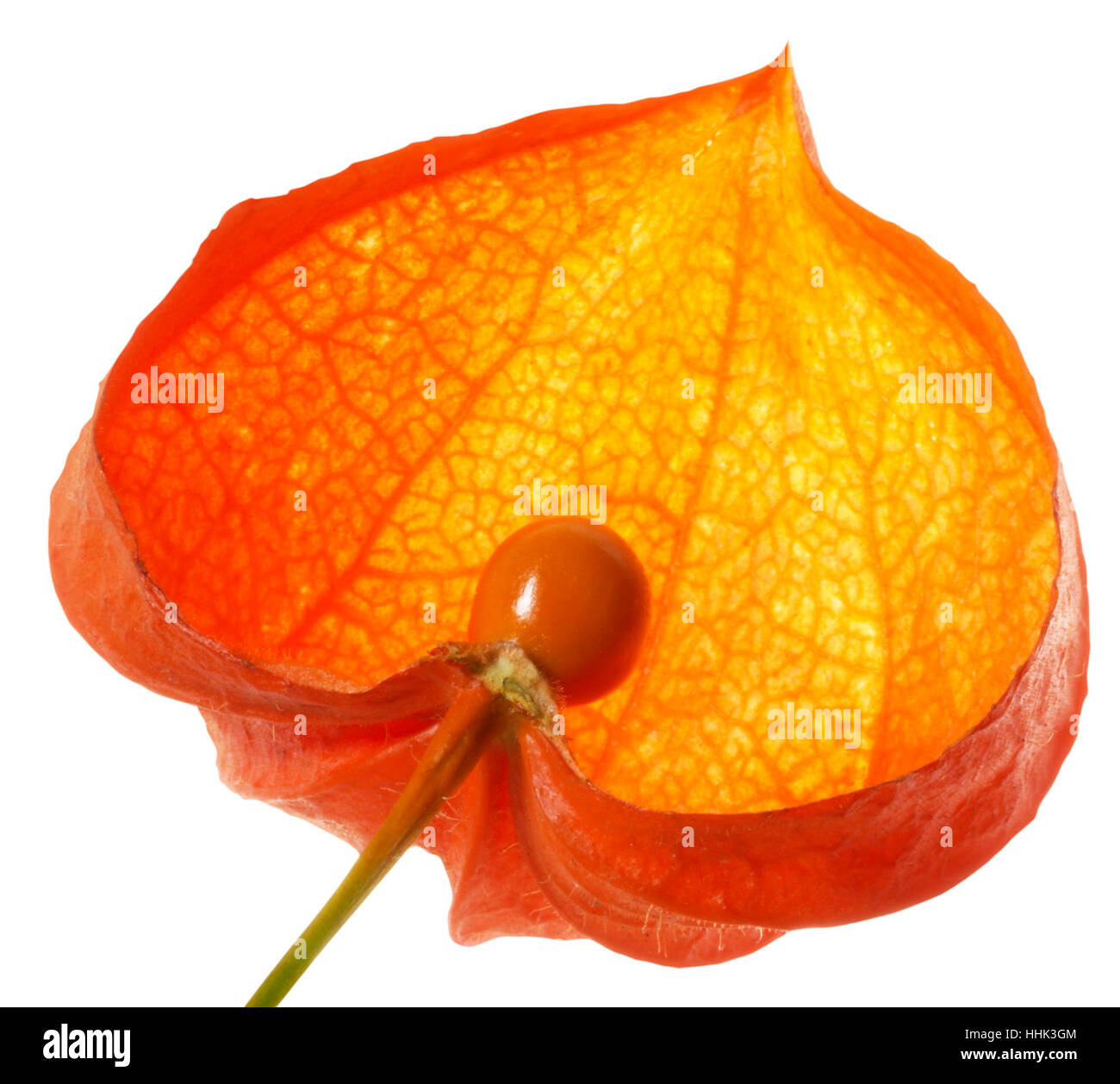 halved red bladder cherry in white back Stock Photo - Alamy