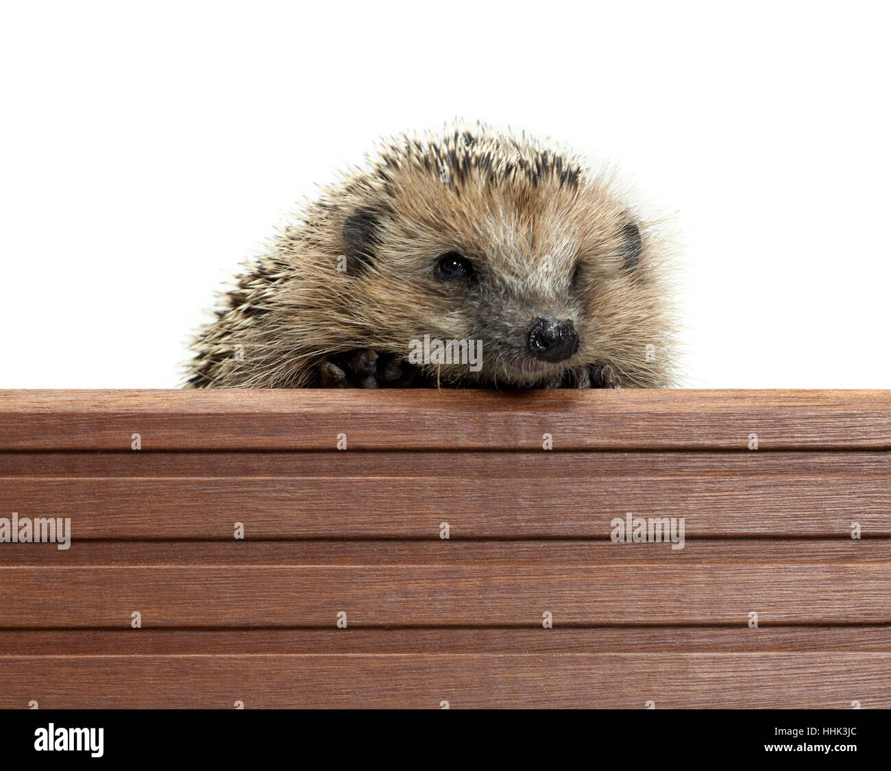 frontal portrait of a hedgehog while climbing over a wooden panel ...