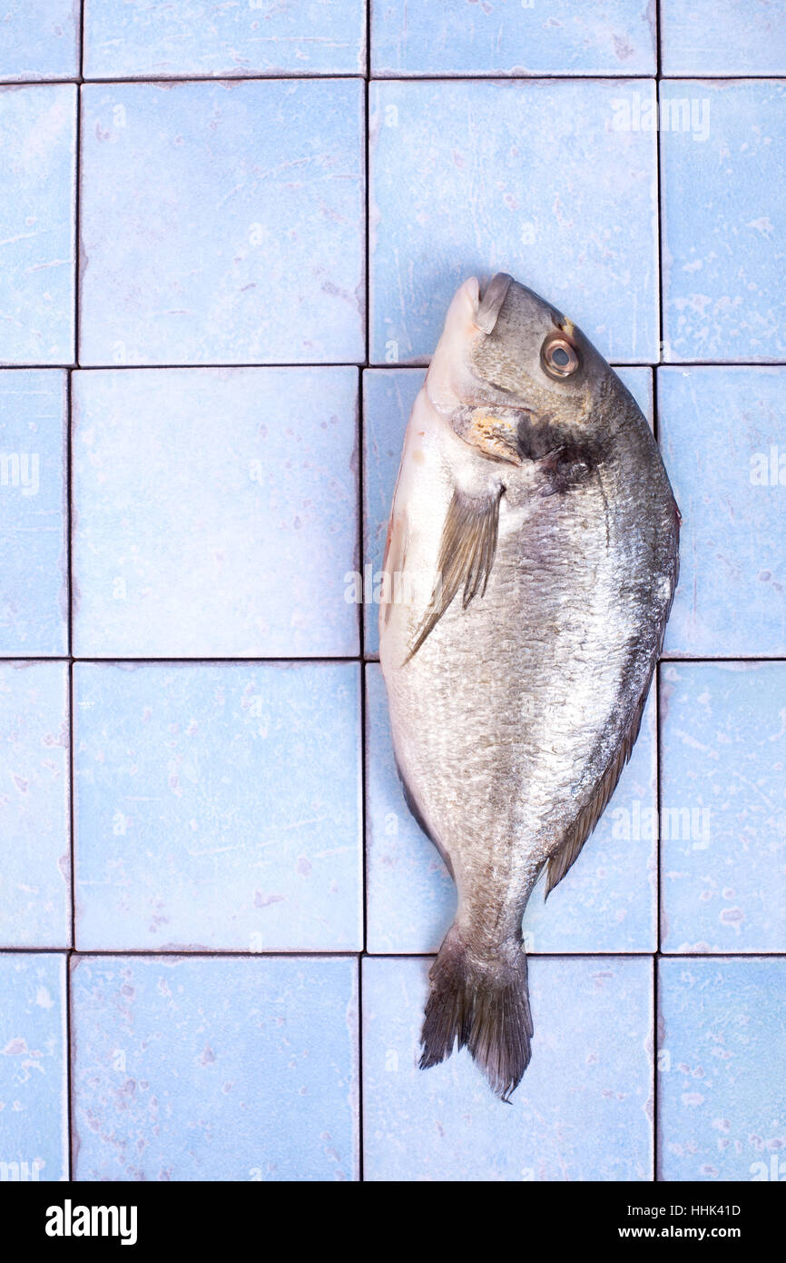 blue, food, aliment, flow, fish, ceramic tiles, fresh, restaurant, food ...