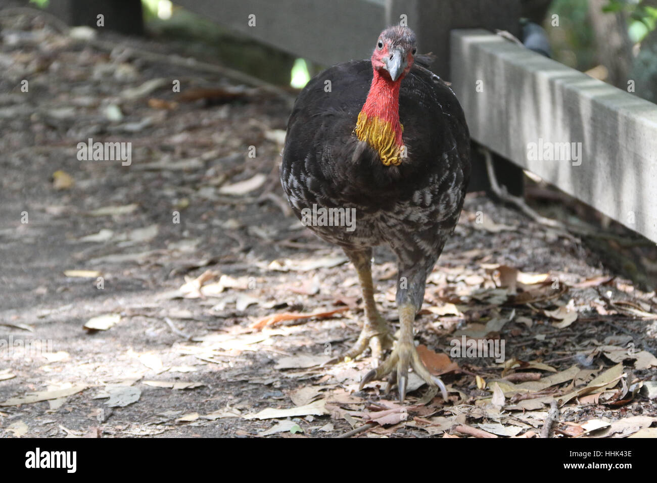 Australian brushturkey or Australian brush-turkey, aka the scrub turkey ...
