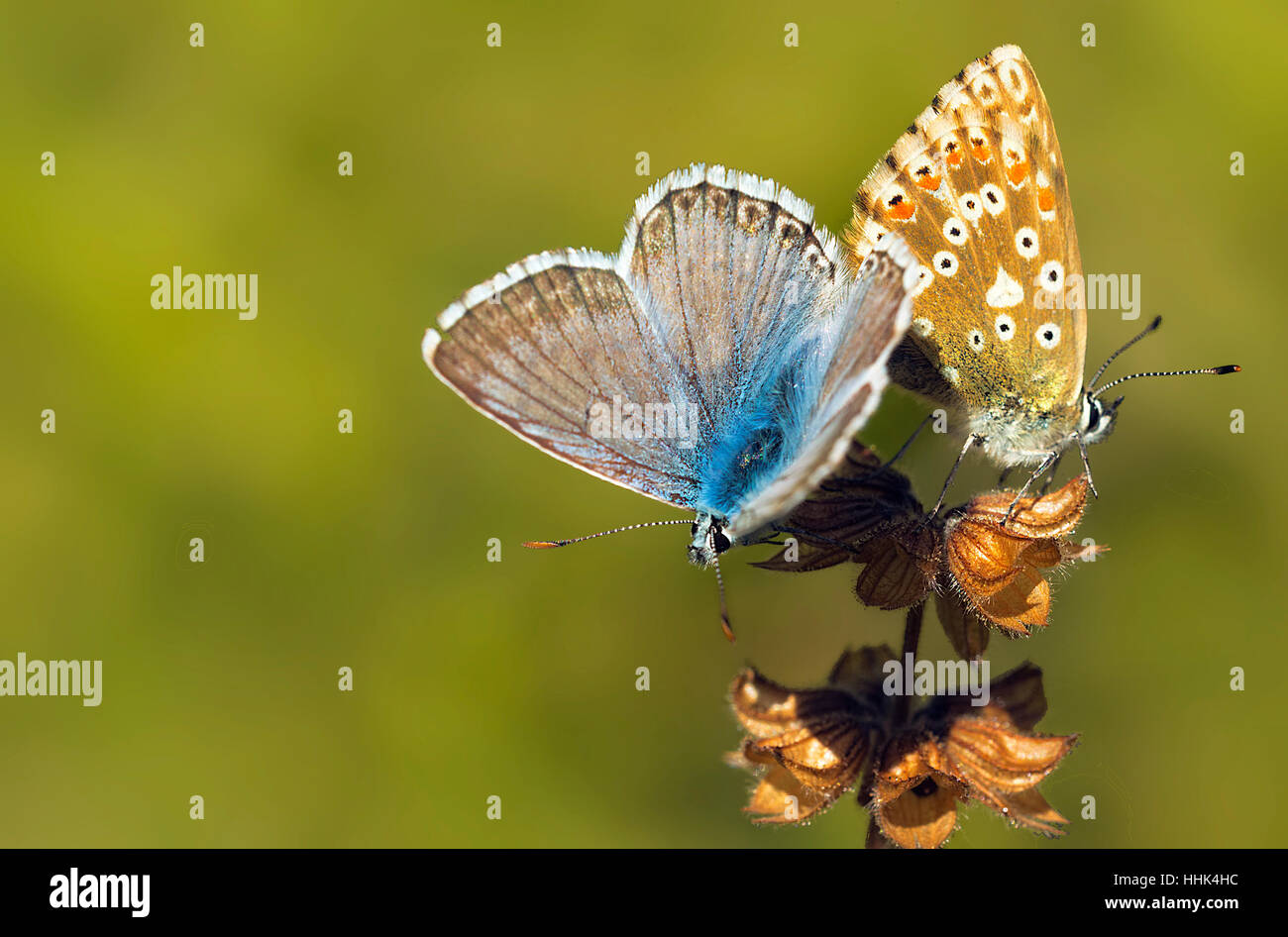 flower, plant, couple, pair, flower, plant, bloom, blossom, flourish ...