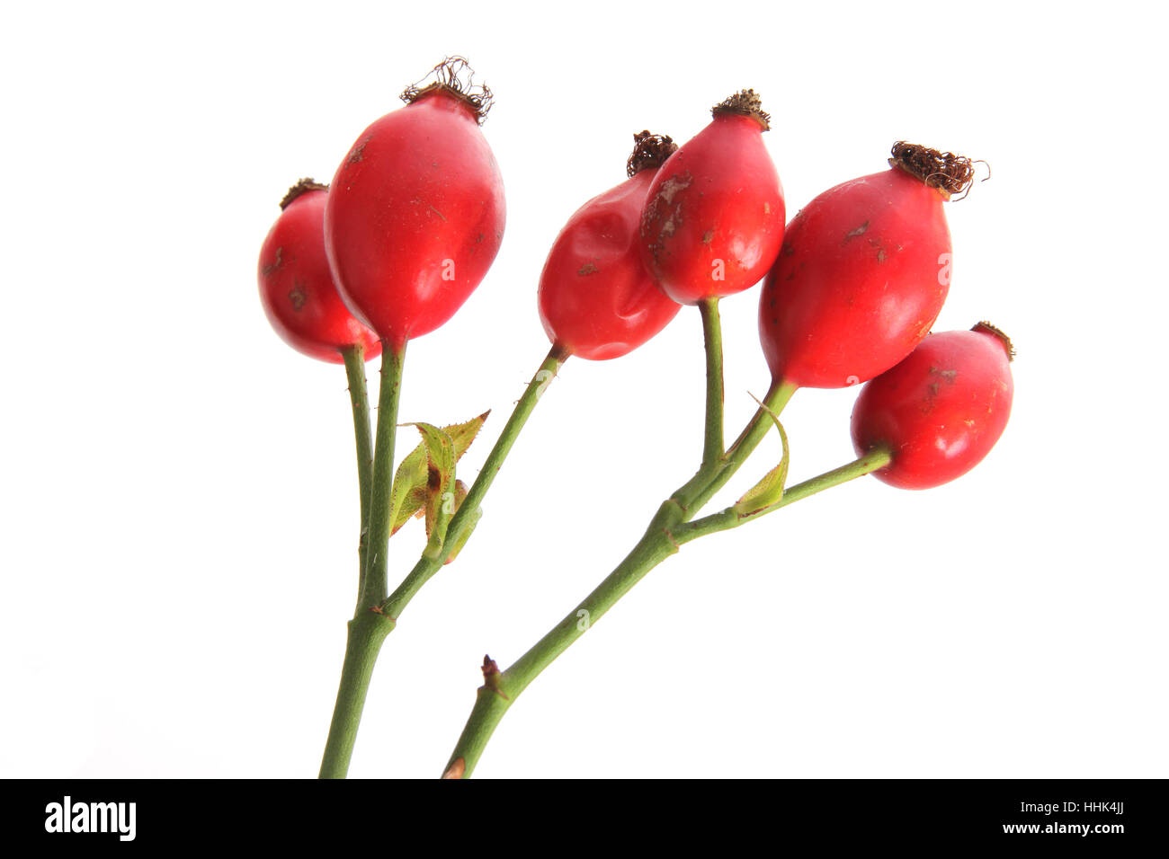 ripe, progenies, fruits, fruit, haws, haw, briar rose, hoarfrost ...
