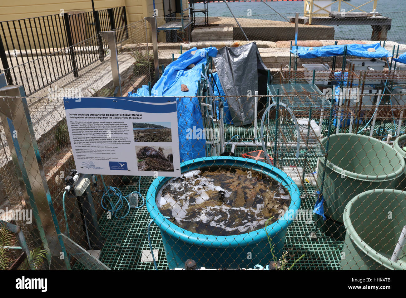 A biodiversity study at the Sydney Institute of Marine Science, Mosman Stock Photo - Alamy
