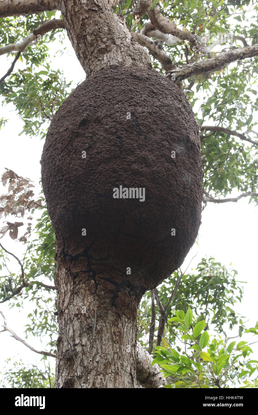A termite nest in a tree in Mosman on Sydney’s Lower North Shore Stock ...
