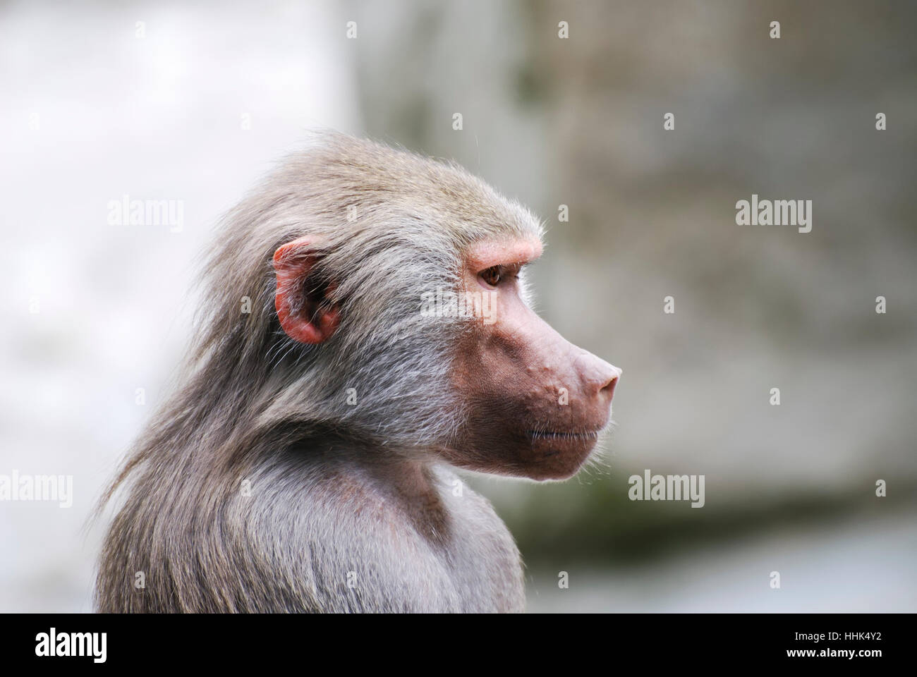 Monkey nose hi-res stock photography and images - Alamy