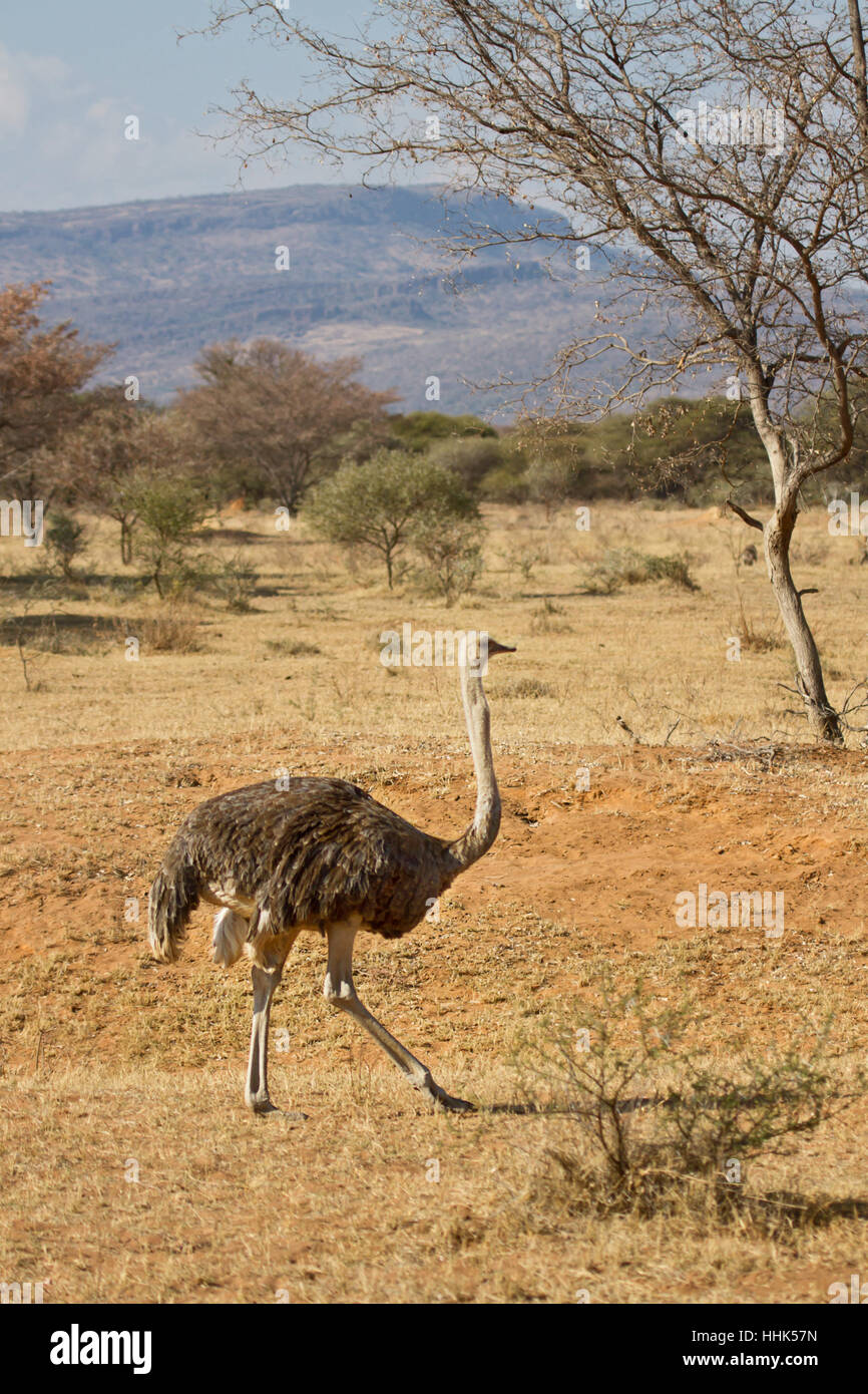 Strauss vogelstrauss hi-res stock photography and images - Alamy