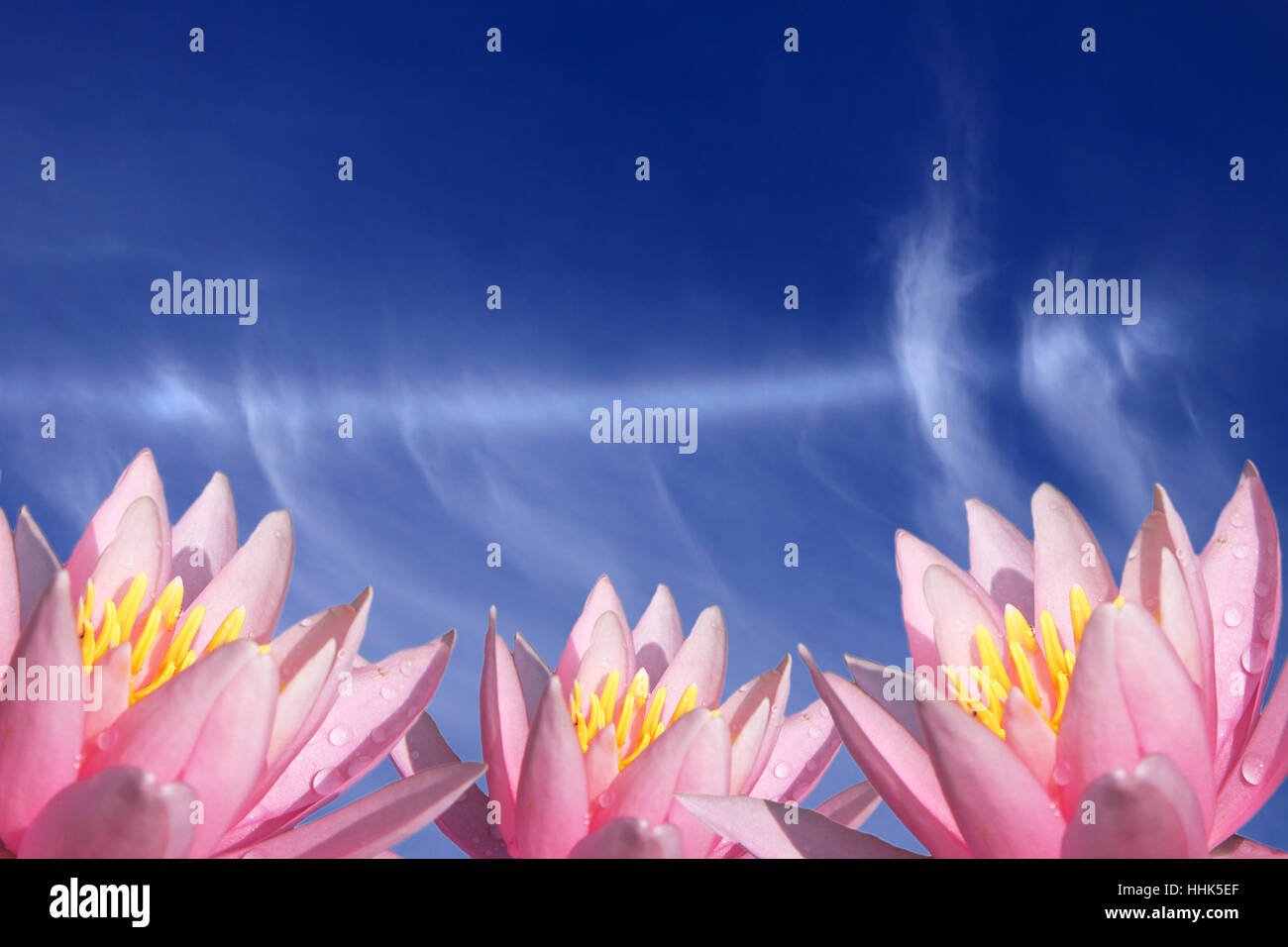 blue, flower, plant, lily, lotus, firmament, sky, pink, shine, shines ...