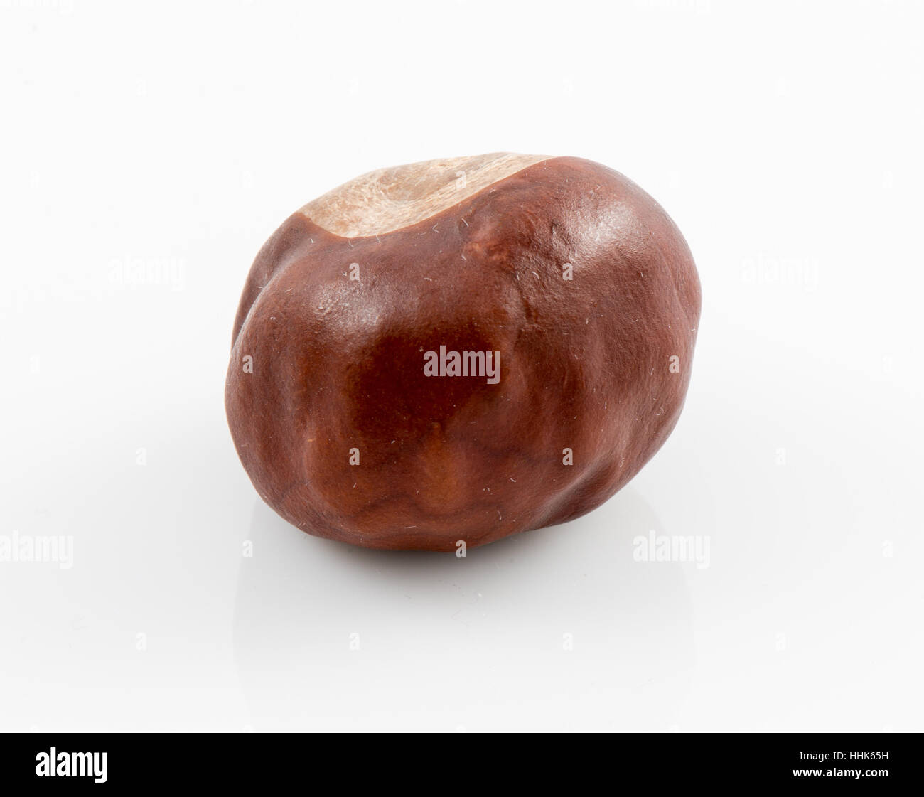 chestnut core isolated on white background Stock Photo - Alamy