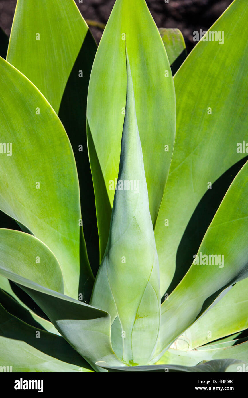 leaves, agriculture, farming, tropical, lawn, green, mexico, foliage ...