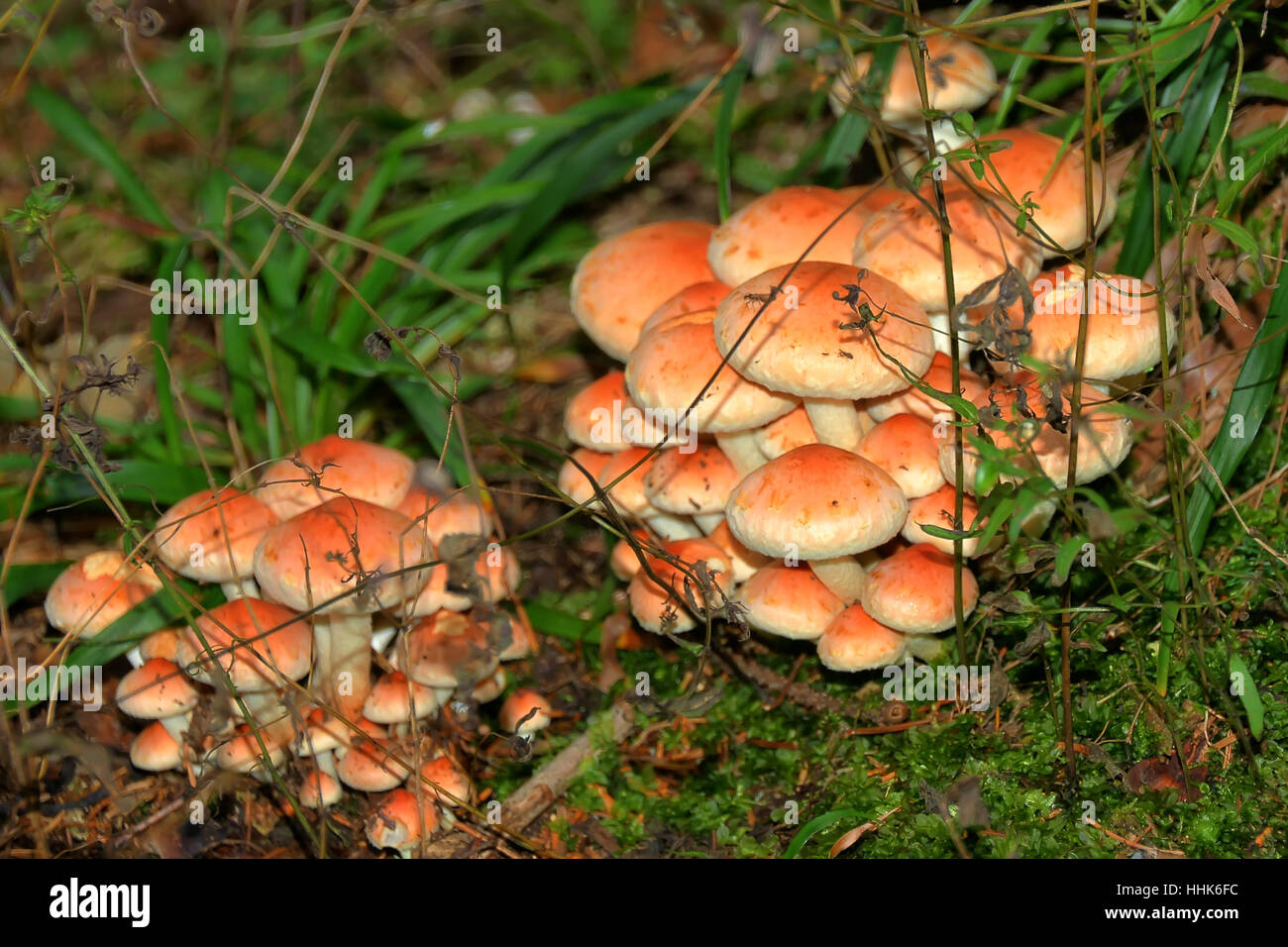 mushroom, fungus, tubes, edible, spores, collect, forest, collecting ...