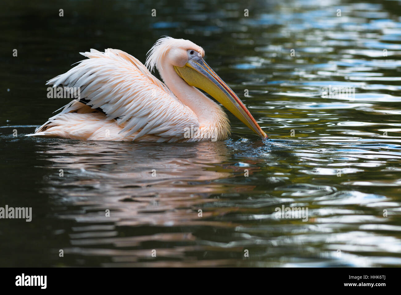 animal, bird, birds, beak, waterfowls, pelican, waterfowl, beaks, water ...