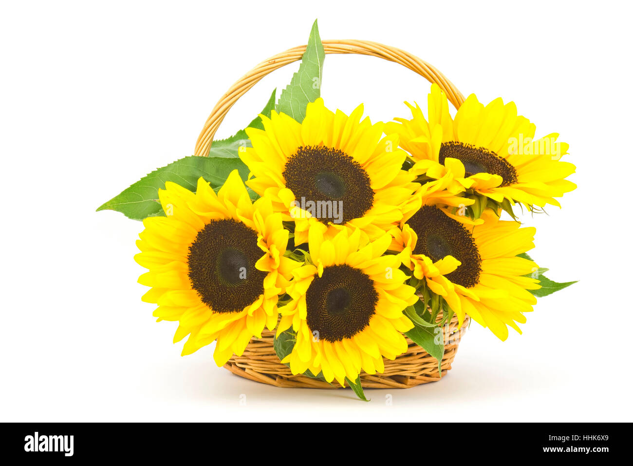 environment, enviroment, composition, feminine, garden, flower, plant ...