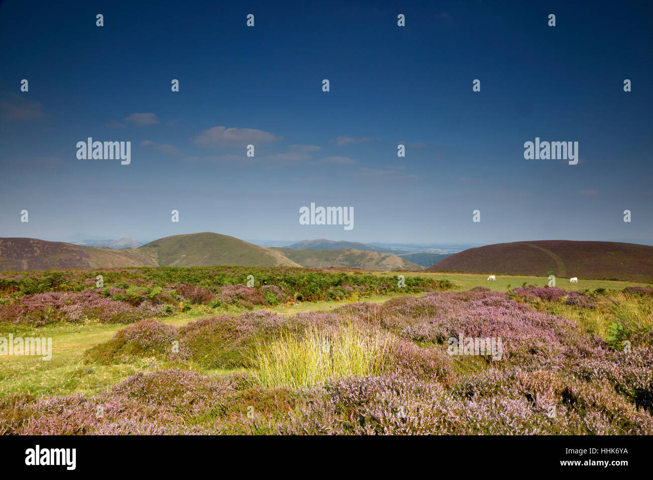 Shropshire moor moors moorland hill hills heather yearlet ashlet ...