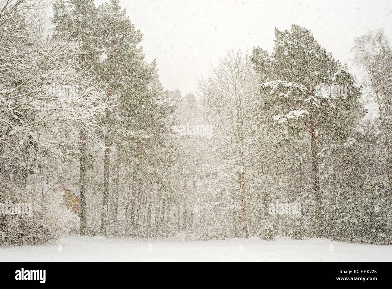 Heavy snowstorm in the fir forest hi-res stock photography and images ...