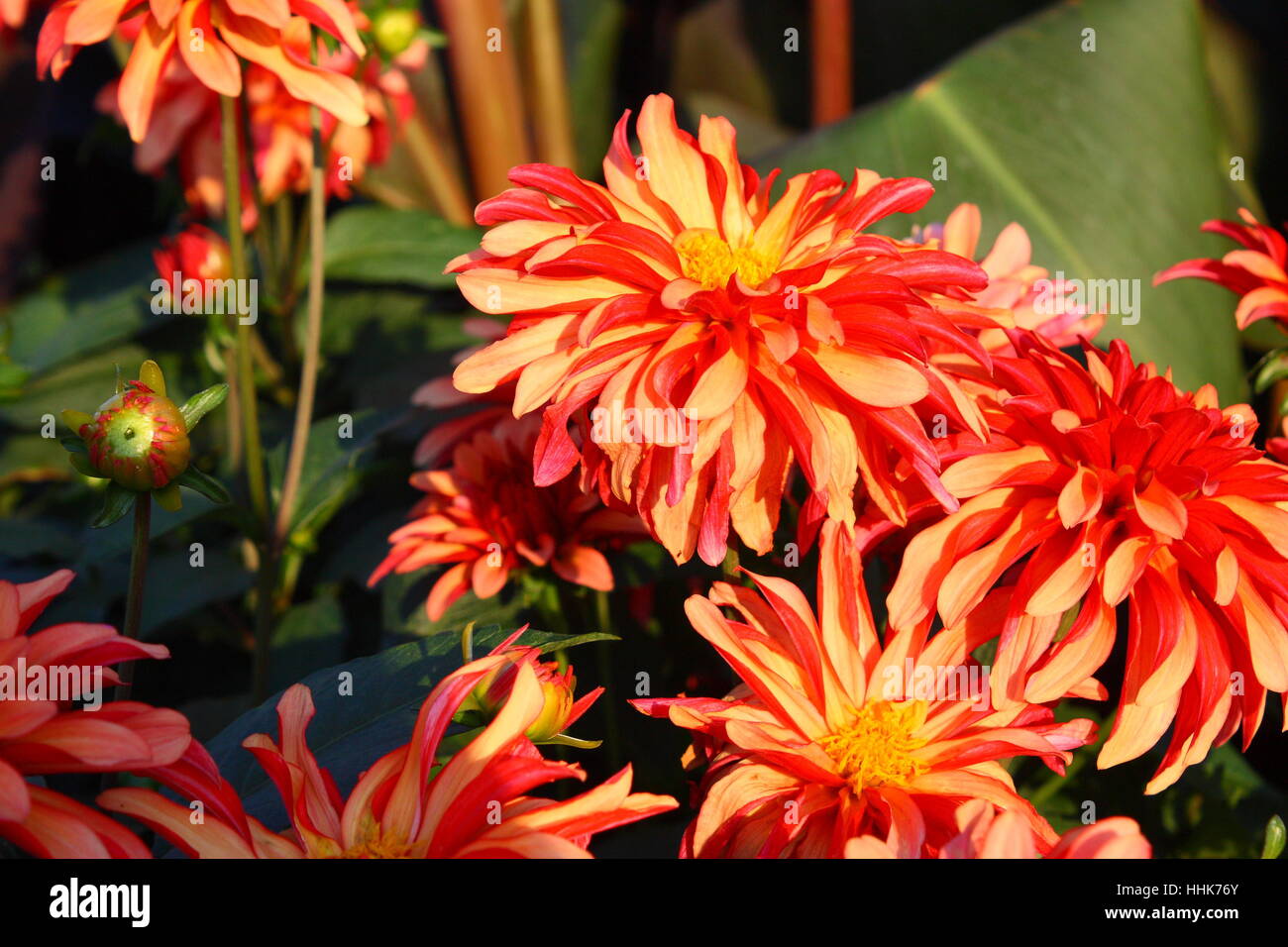 bloom, blossom, flourish, flourishing, flower, flowers, plant ...