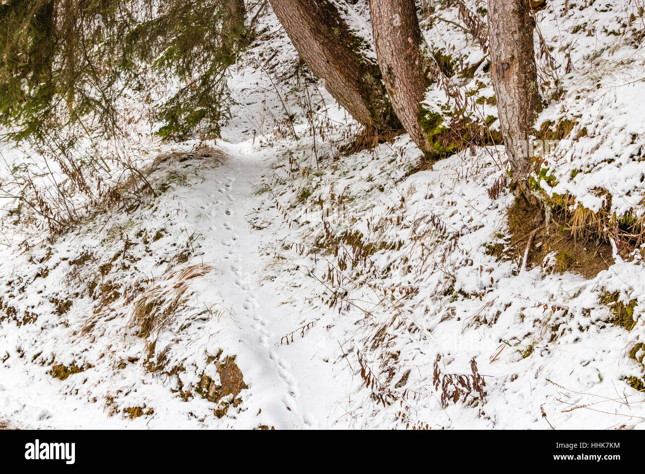 Animal footprints in the snow in the forest hi-res stock photography ...