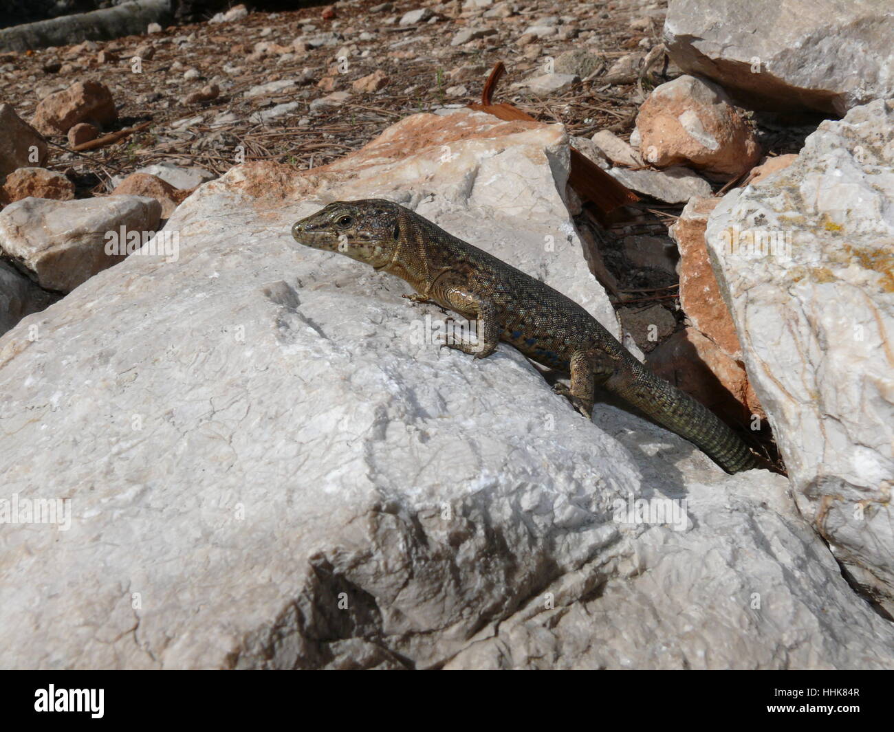 Lilfordi Stock Photos & Lilfordi Stock Images - Alamy