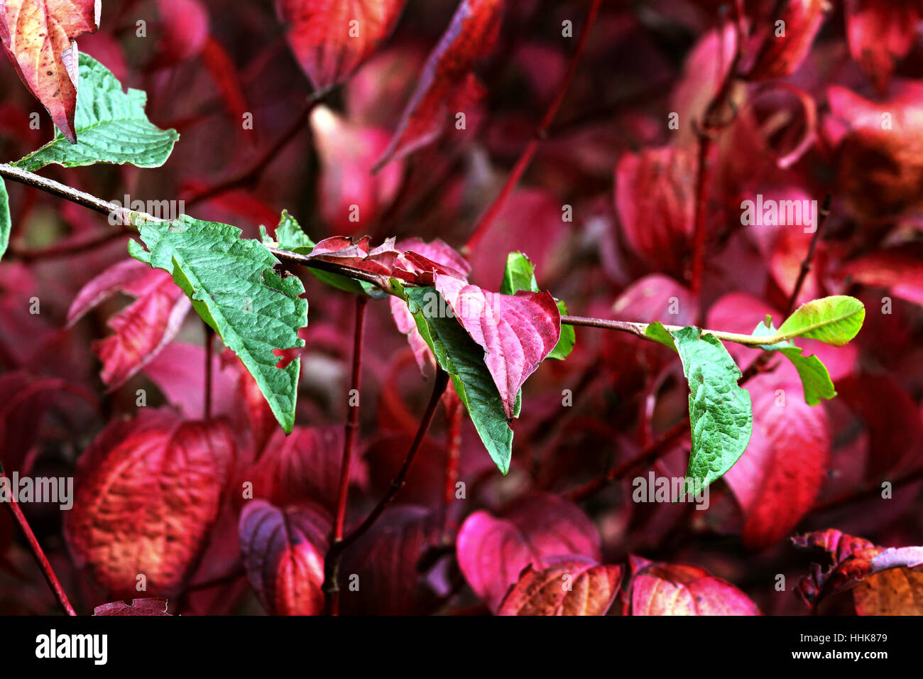 contrasting colors of autumn Stock Photo - Alamy