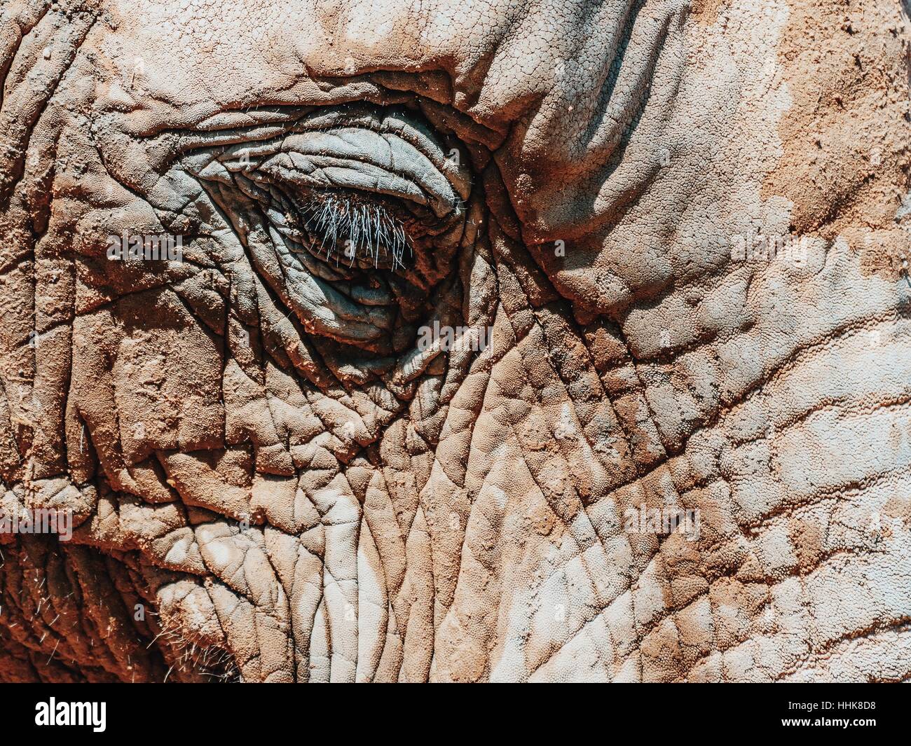 Eye closeup african elephant hi-res stock photography and images - Alamy