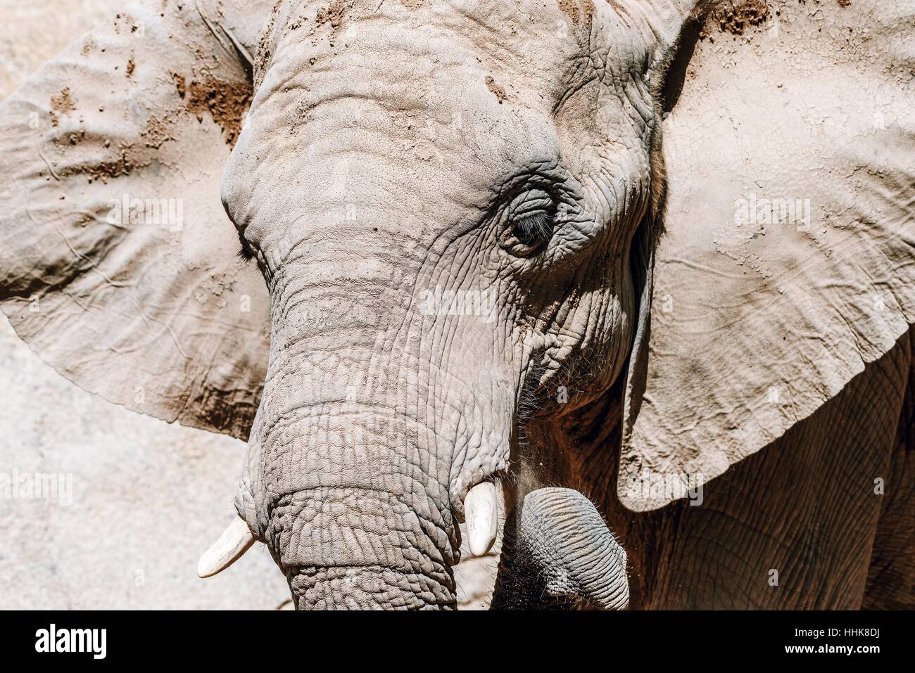 Wild African Elephant Portrait Close Up Stock Photo - Alamy
