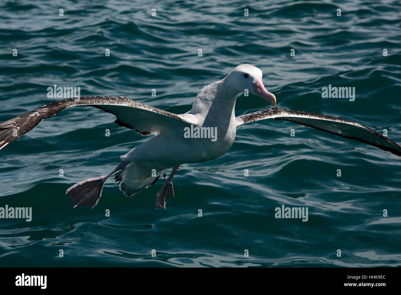 Wandering Albatros landing on the waves of the Pacific Ocean near the ...