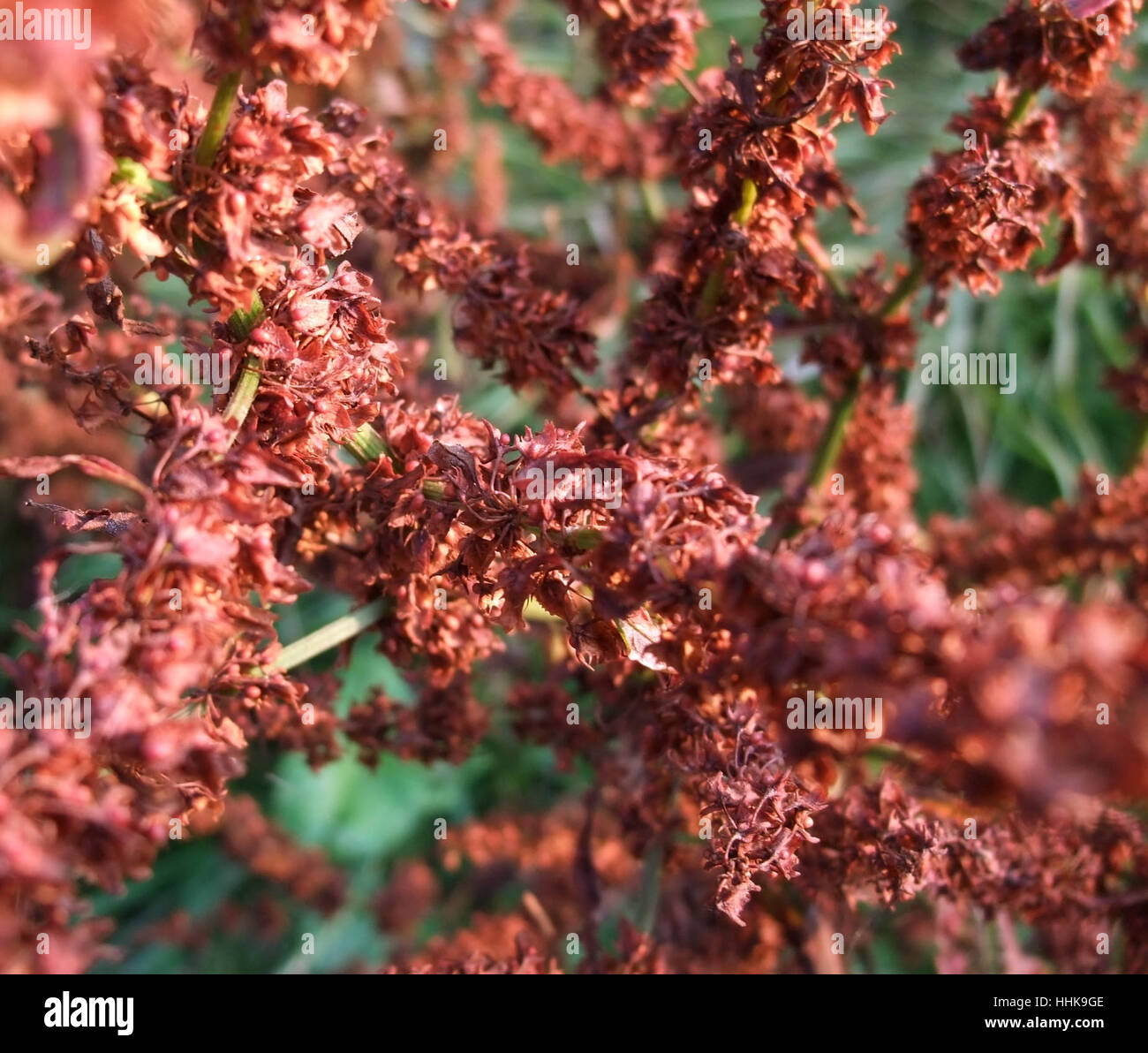 full frame abstract background showing some reddish plant details Stock ...