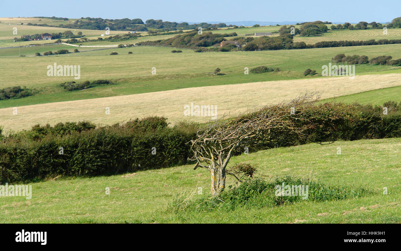 bucolic, england, head of a tree, scenery, countryside, nature ...