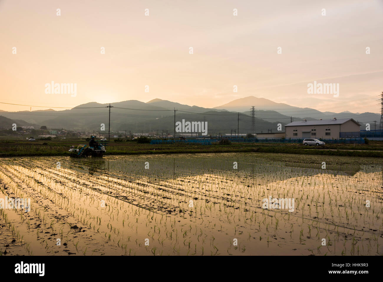 Rice Field after Planting, Isehara City, Kanagawa Prefecture, Japan ...