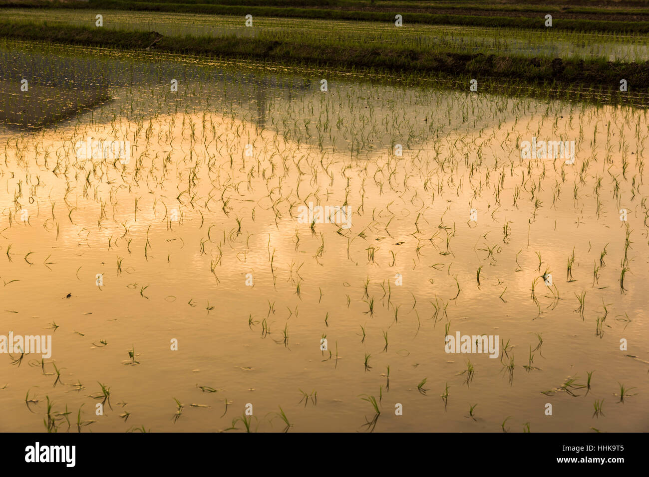 Rice Field after Planting, Isehara City, Kanagawa Prefecture, Japan ...