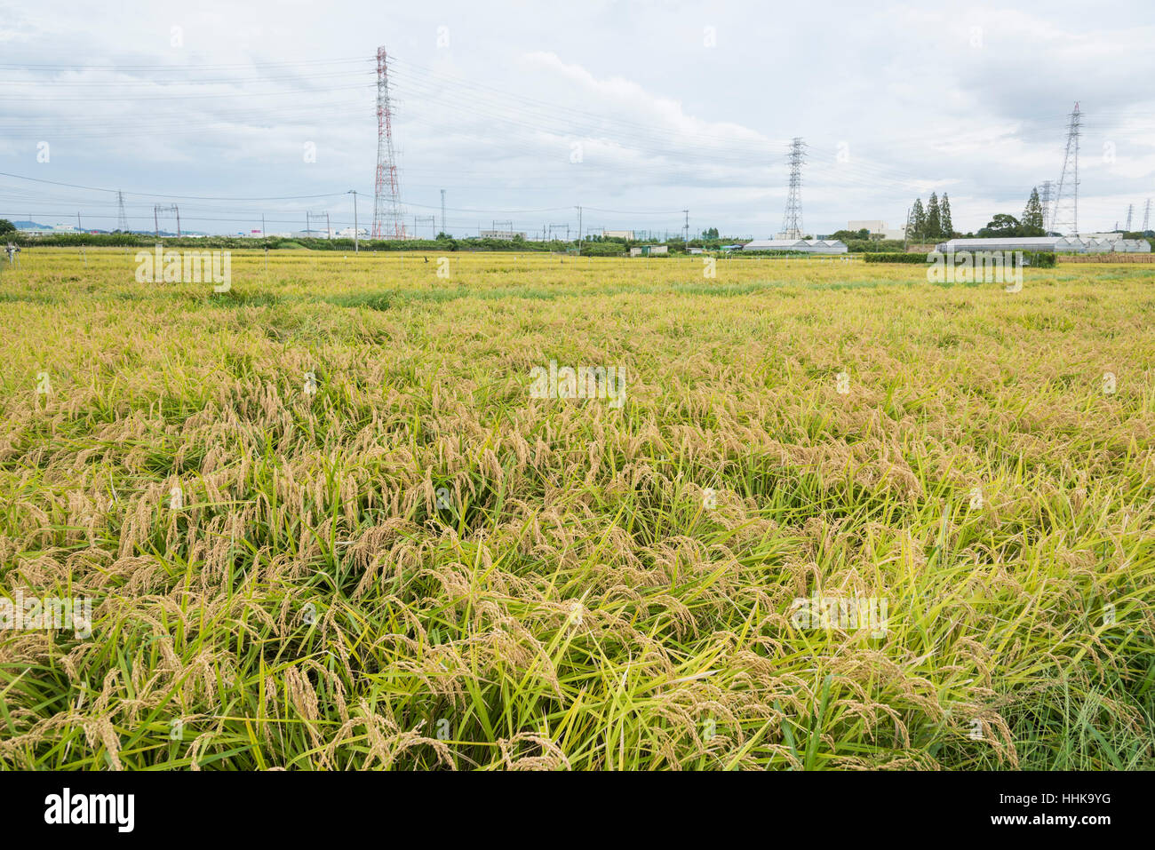 Rice Field in Harvest, Isehara City, Kanagawa Prefecture, Japan Stock ...