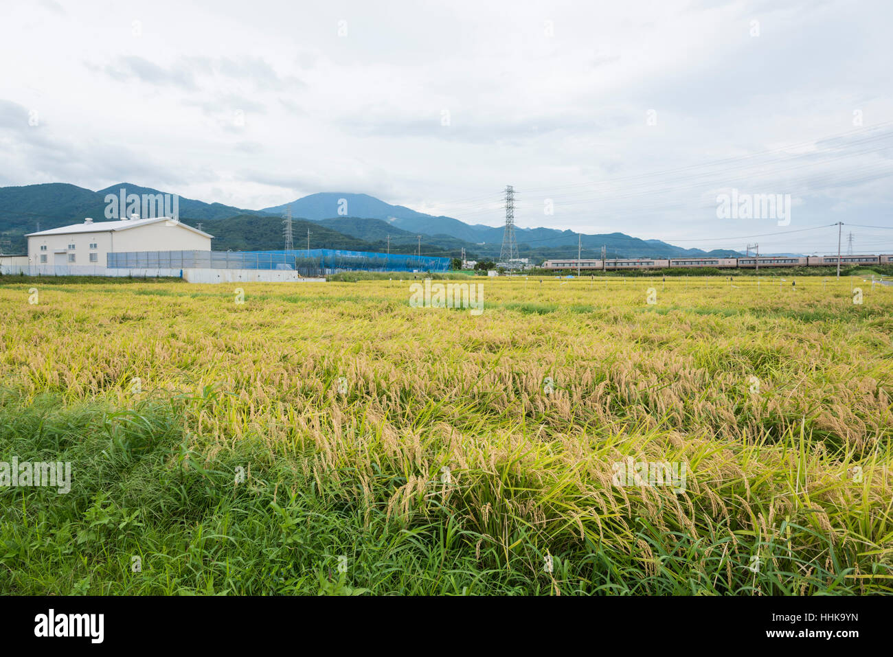 Rice Field in Harvest, Isehara City, Kanagawa Prefecture, Japan Stock ...