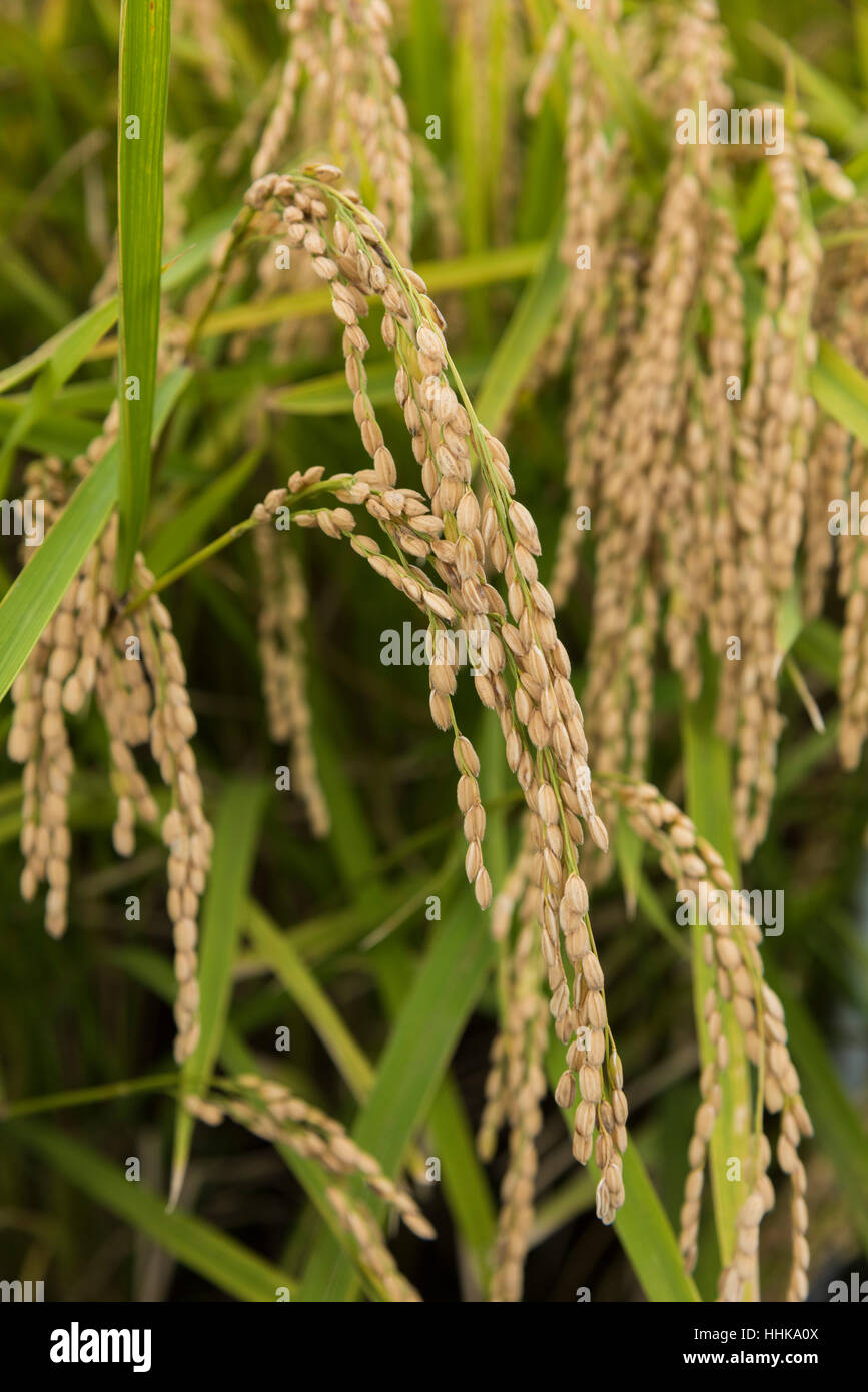 Rice Field in Harvest, Isehara City, Kanagawa Prefecture, Japan Stock ...