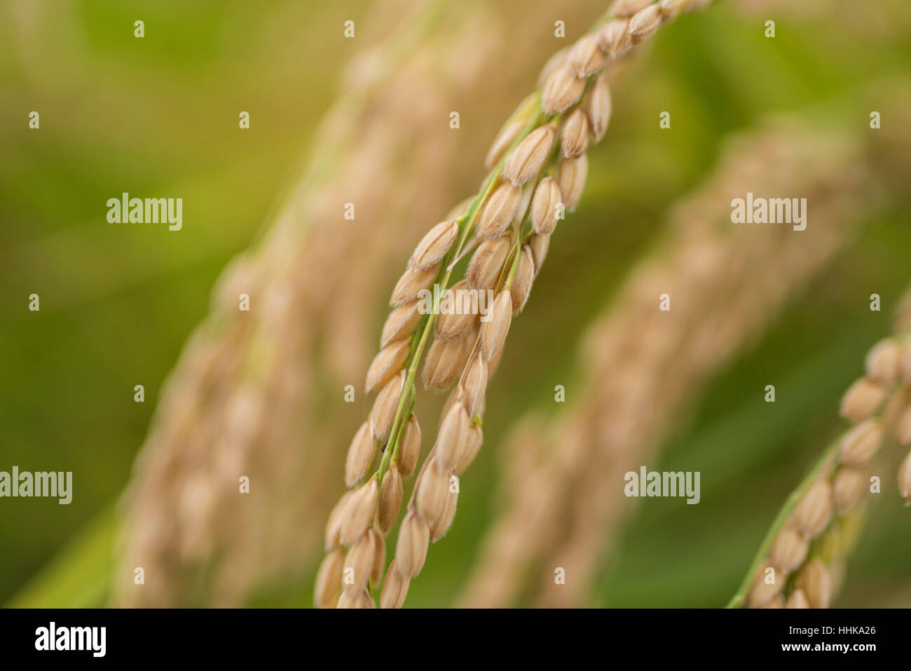 Rice Field in Harvest, Isehara City, Kanagawa Prefecture, Japan Stock ...