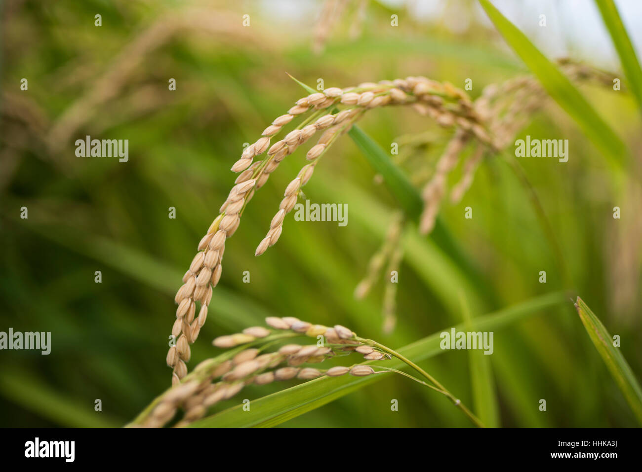Rice Field in Harvest, Isehara City, Kanagawa Prefecture, Japan Stock ...