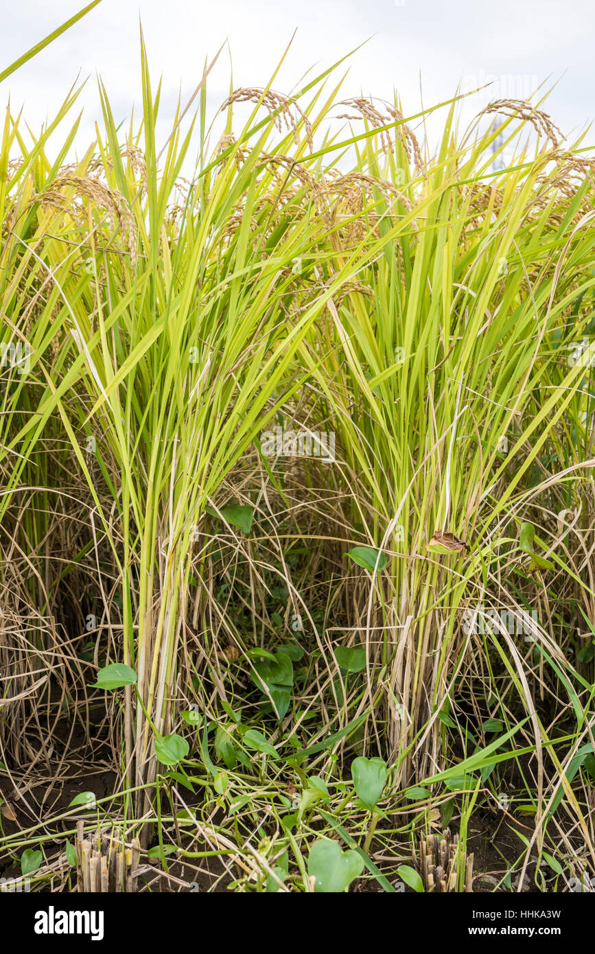 Rice Field in Harvest, Isehara City, Kanagawa Prefecture, Japan Stock ...