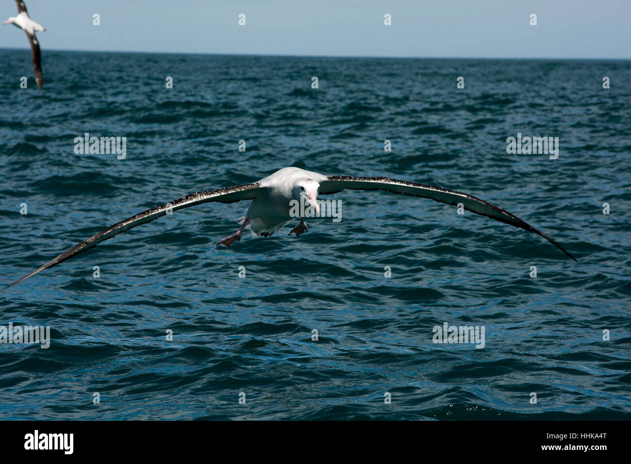 Wandering albatrosses landing hi-res stock photography and images - Alamy