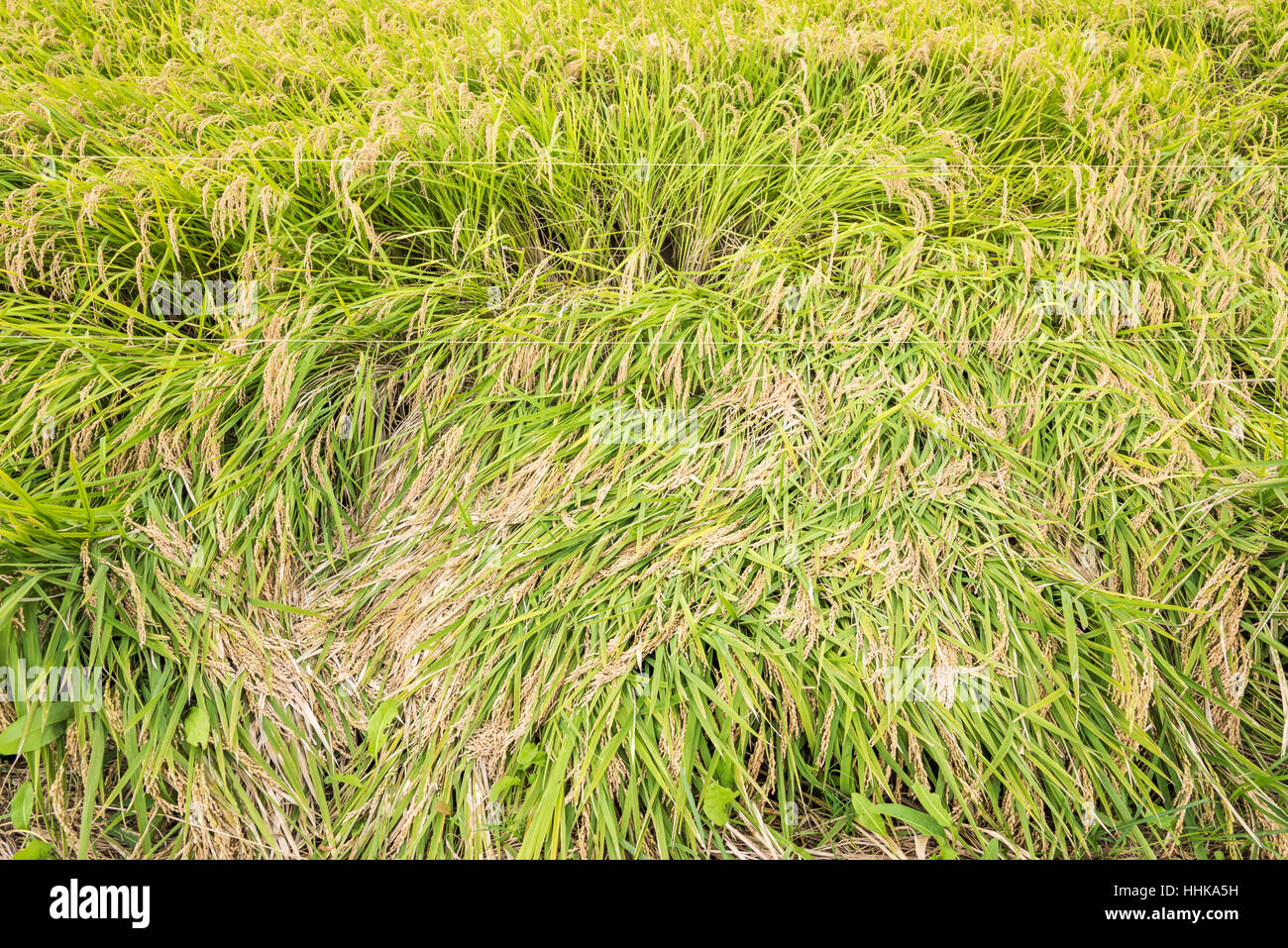 Rice Field in Harvest, Isehara City, Kanagawa Prefecture, Japan Stock ...
