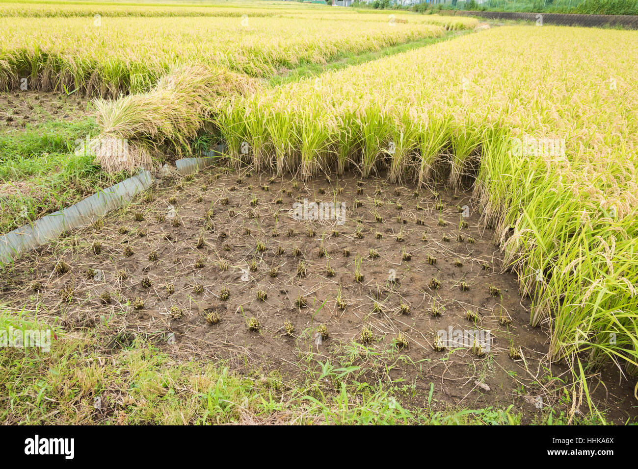 Rice Field in Harvest, Isehara City, Kanagawa Prefecture, Japan Stock ...
