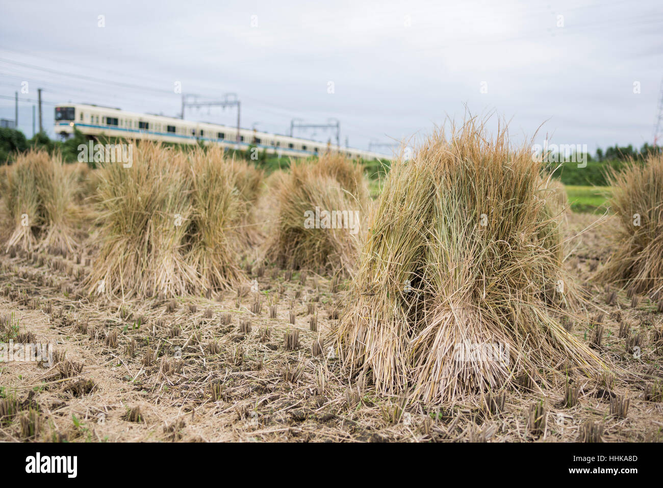Rice Field after Harvest, Isehara City, Kanagawa Prefecture, Japan ...