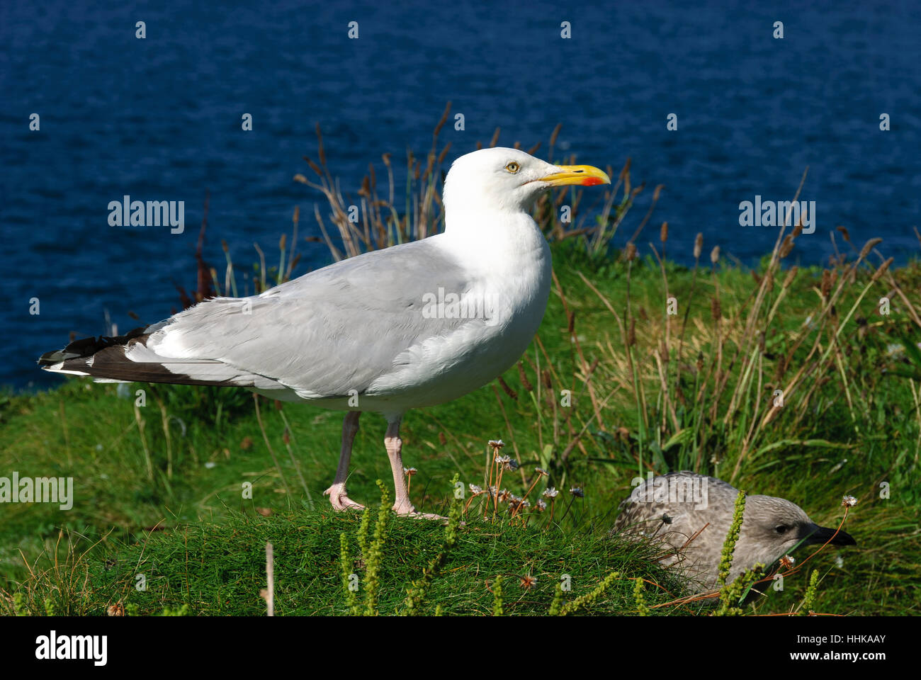 environment, enviroment, female, beak, colors, colours, cornwall ...