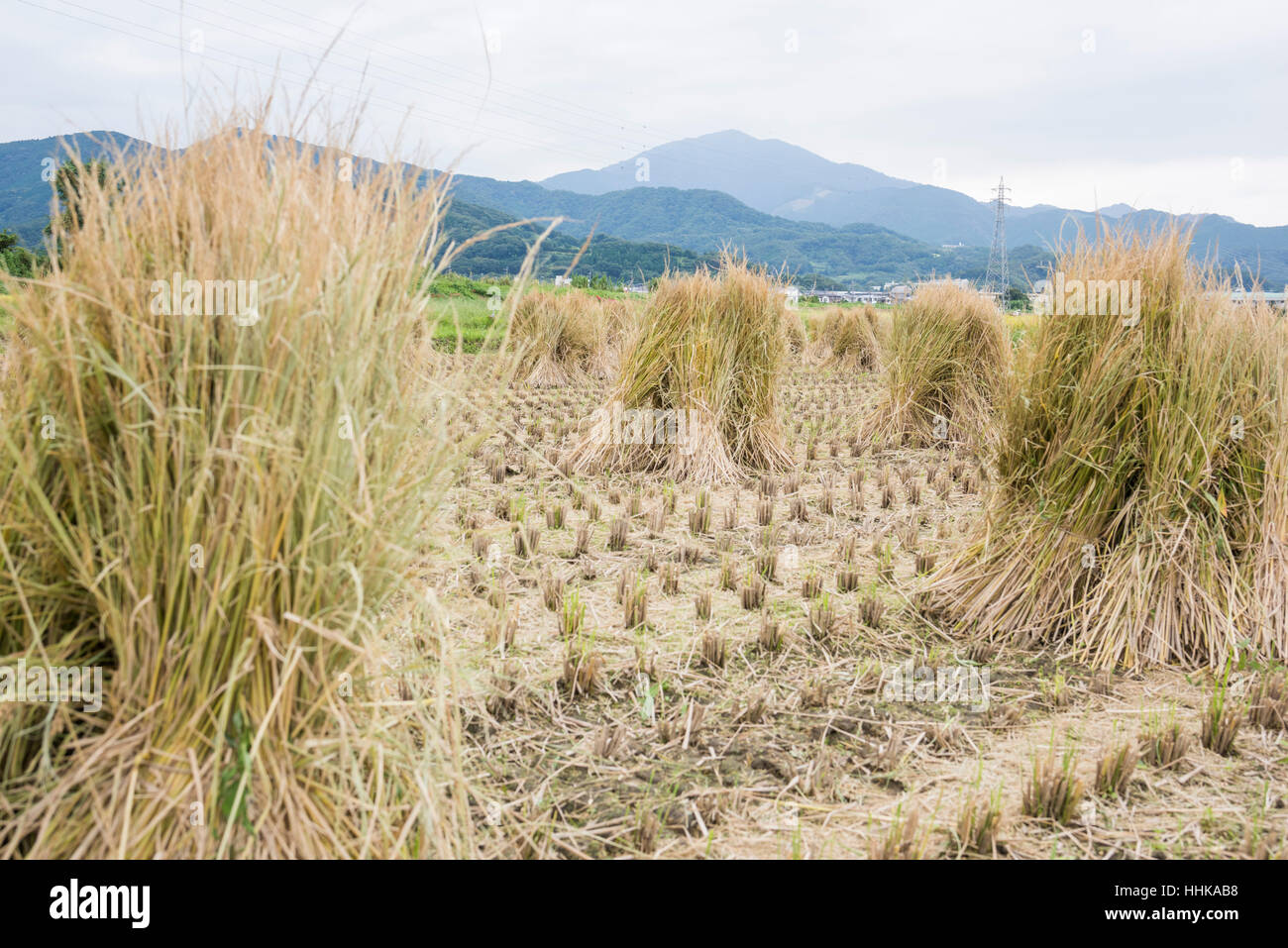 Rice Field after Harvest, Isehara City, Kanagawa Prefecture, Japan ...