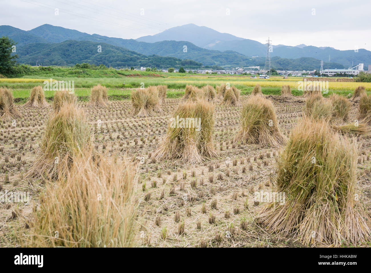 Rice Field after Harvest, Isehara City, Kanagawa Prefecture, Japan ...