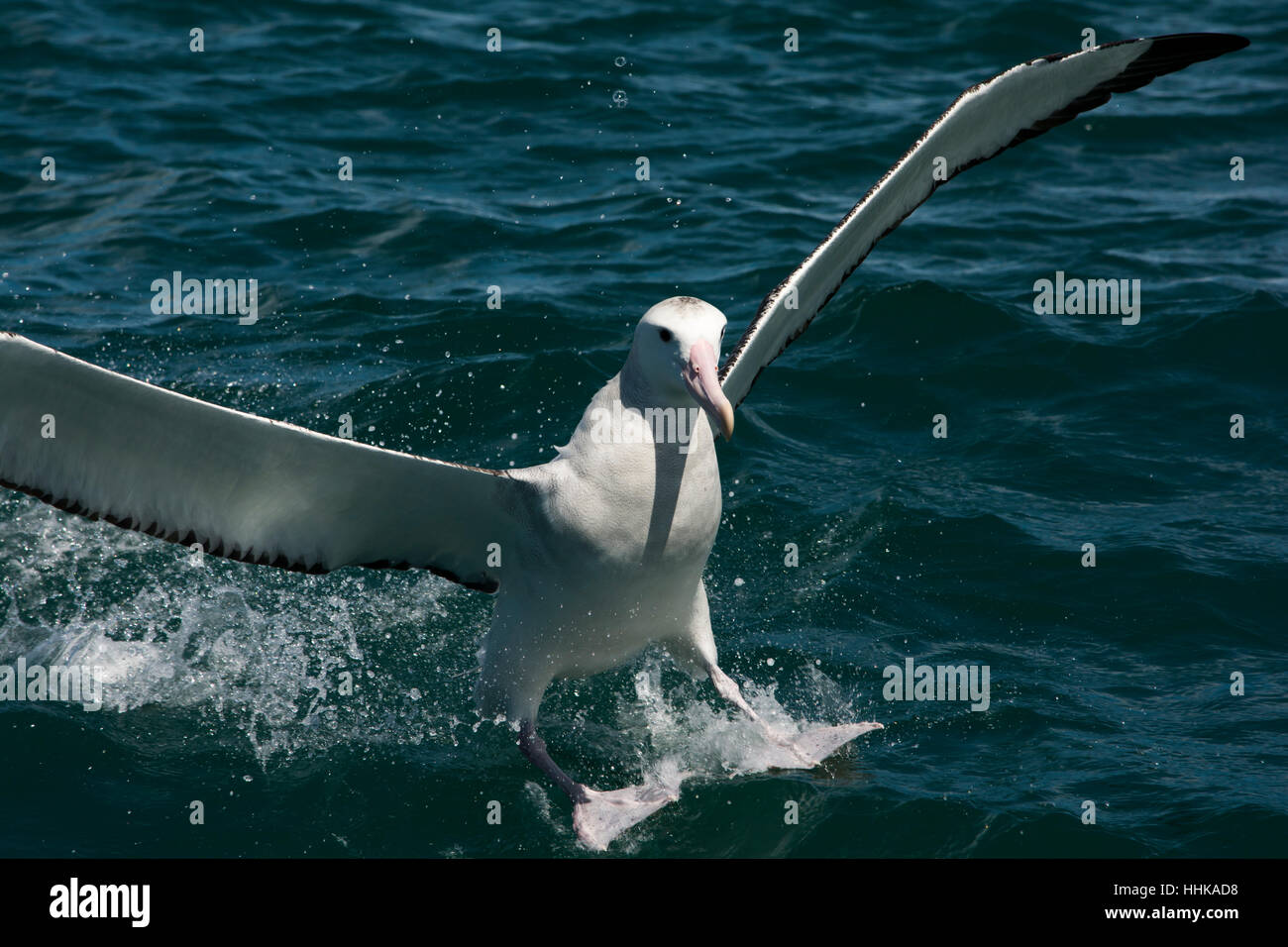 Wandering Albatros landing on the waves of the Pacific Ocean near the ...