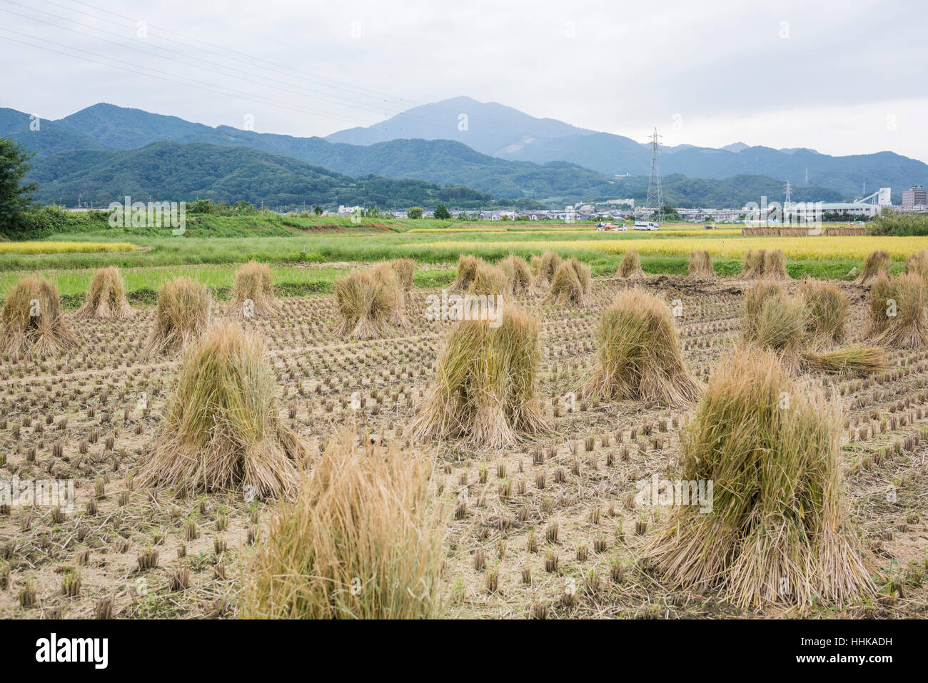 Rice Field after Harvest, Isehara City, Kanagawa Prefecture, Japan ...